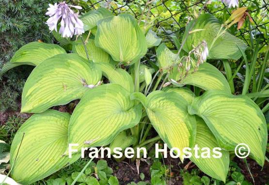 Hosta Margie's Angel - Fransen Hostas